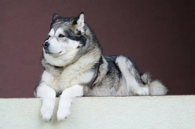 ไจแอนท์ อลาสกัน มาลามิวท์ (Giant Alaskan Malamute) ข้อมูล นิสัยและการดูแล