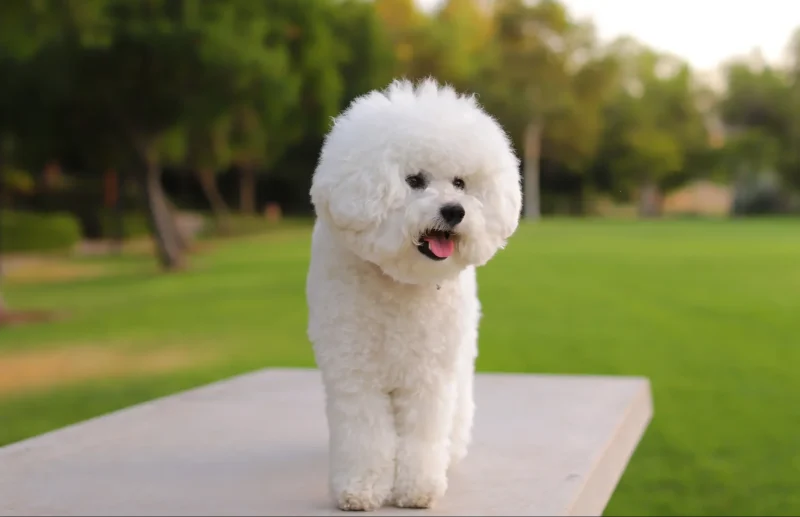 บิชอง ฟริเซ่ (Bichon Frise) ข้อมูล ลักษณะนิสัยและการดูแลสุนัขสายพันธุ์นี้