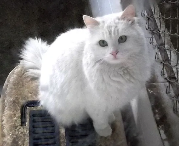 เทอร์คิช แองโกรา (Turkish Angora) ข้อมูล ลักษณะนิสัยและการดูแลแมว